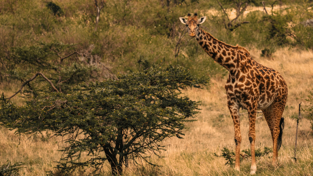 New Research Confirms there are Four Species of Giraffes - Big3Africa.org