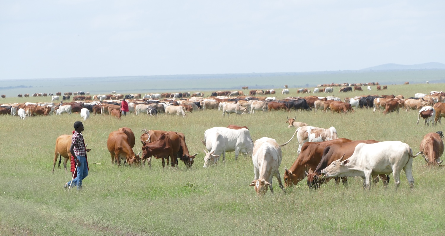 Cattle Grazing Forces Kenya’s Lions to Retreat, Study Finds ...