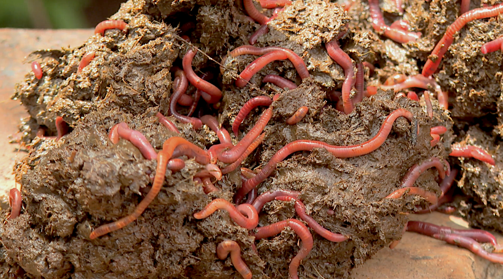 How Redworm Farming Is Reviving Africa’s Depleted Soils - Big3Africa ...
