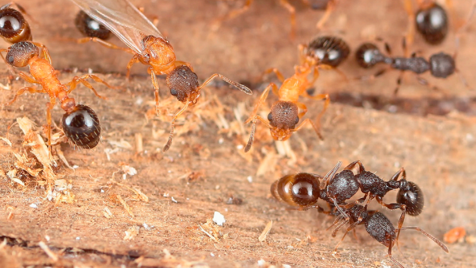 Kenya Busts Ant-Smuggling Ring, Exposing New Threat to Biodiversity ...