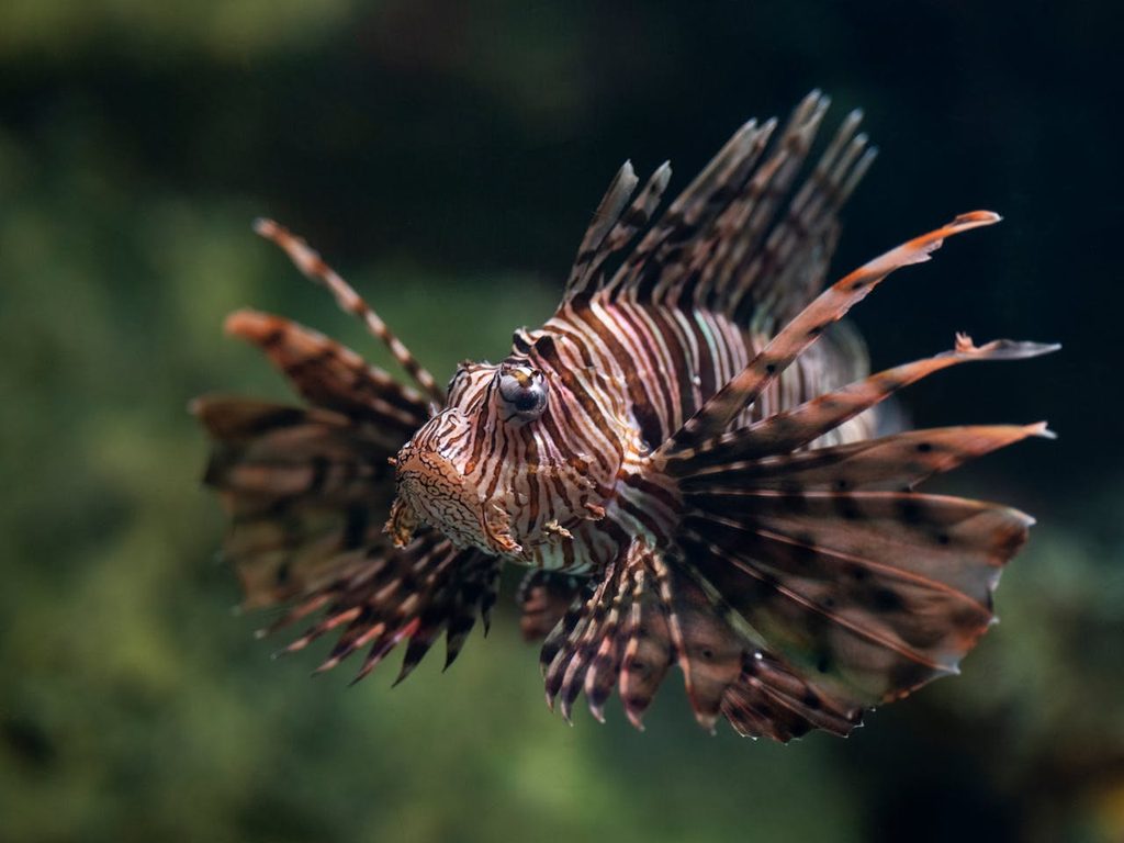 Argentina Seizes Over 700 Trafficked Marine Animals From Kenya ...